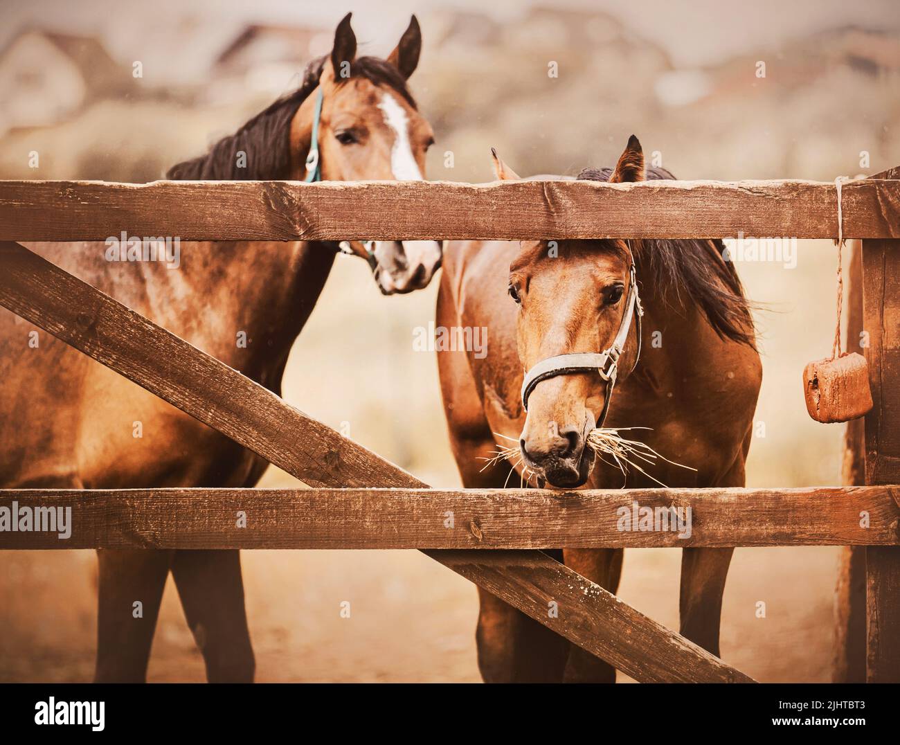 Two horses standing paddock hi-res stock photography and images - Alamy