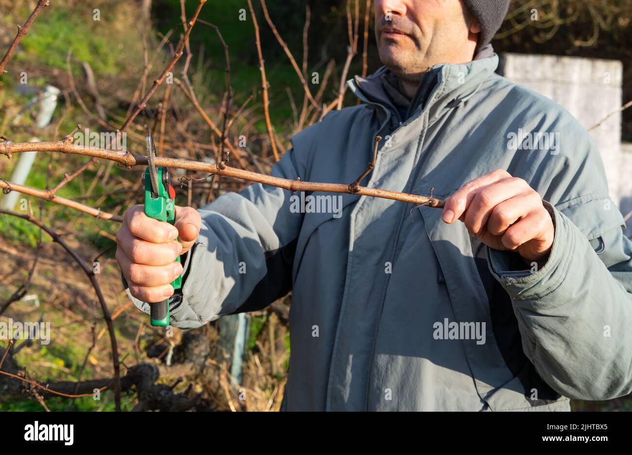 Farmer pruning wine vines. Vine pruning. Copy space. View of the ...