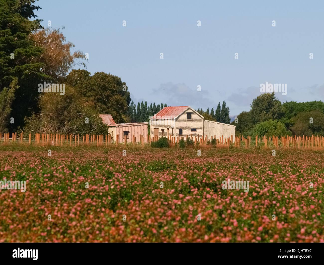 Rustic old wooden farm building across field of wildflowers in rural ...