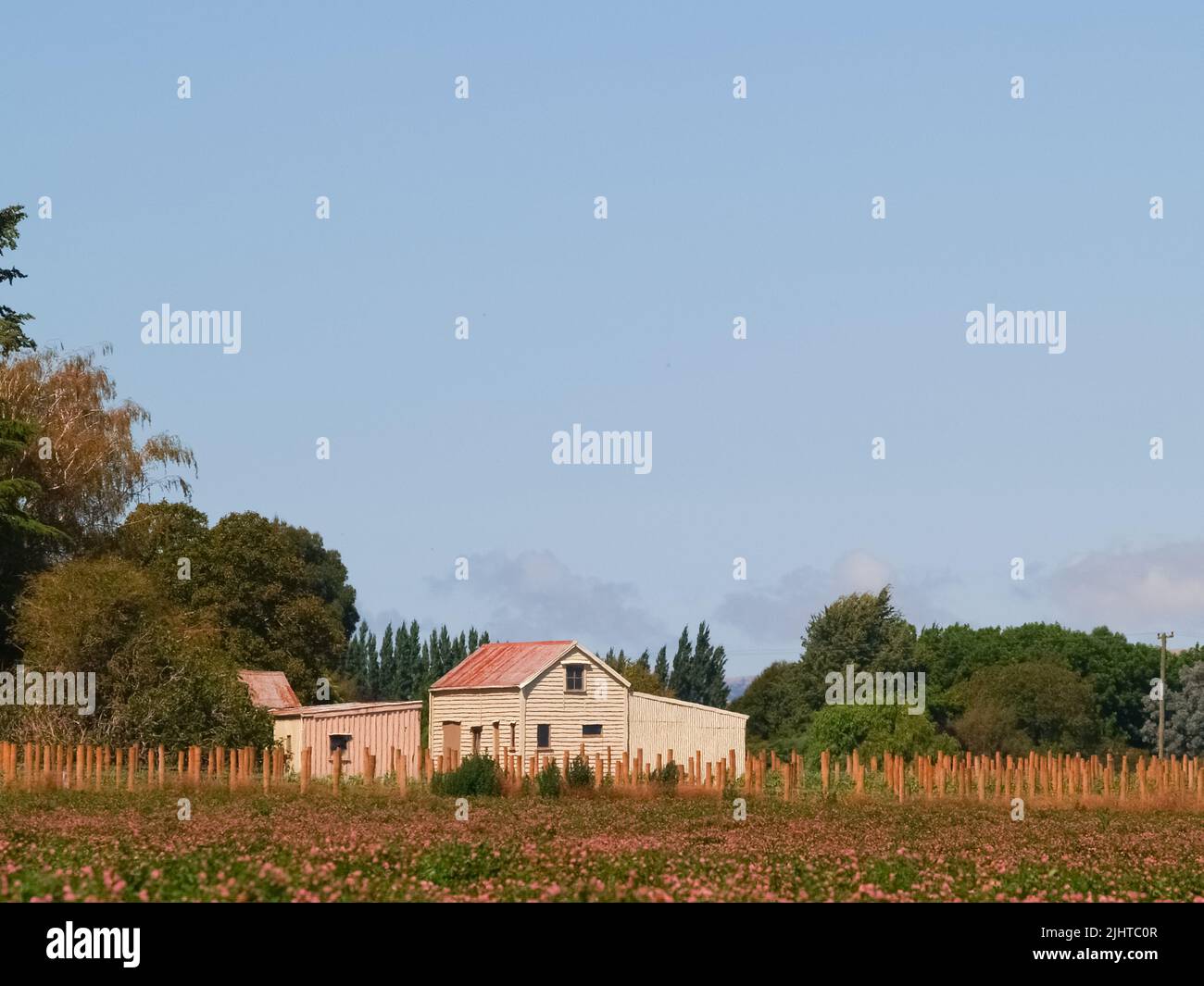 Rustic old wooden farm building across field of wildflowers in rural ...