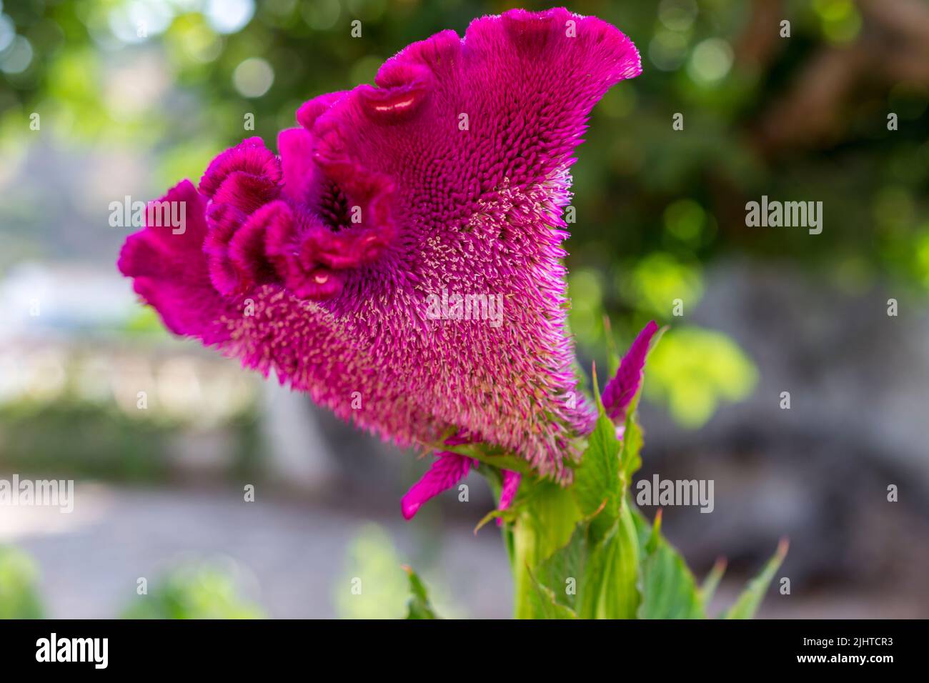 Celosia argentea, commonly known as the plumed cockscomb or silver cock ...