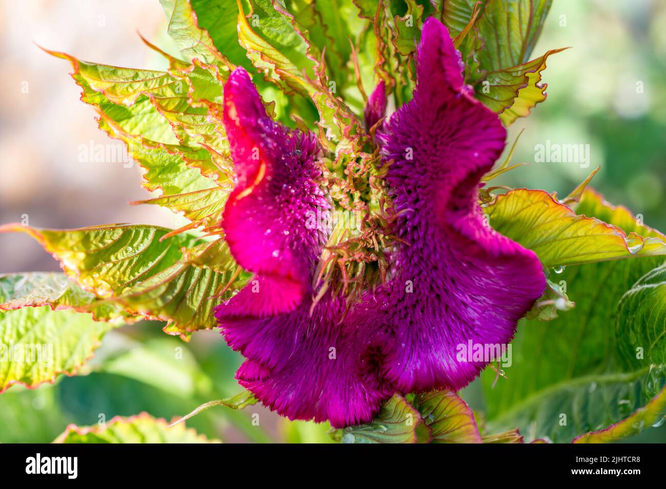 Celosia argentea, commonly known as the plumed cockscomb or silver cock ...