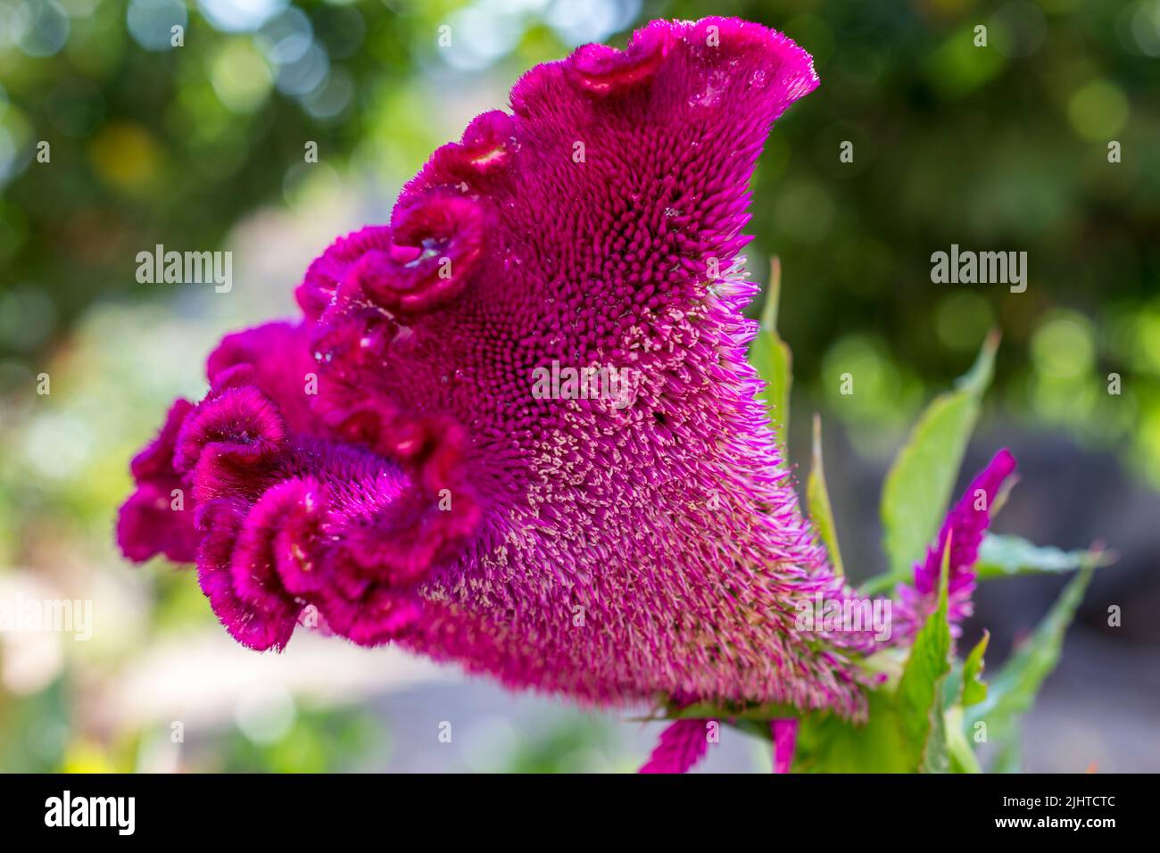 Celosia argentea, commonly known as the plumed cockscomb or silver cock ...