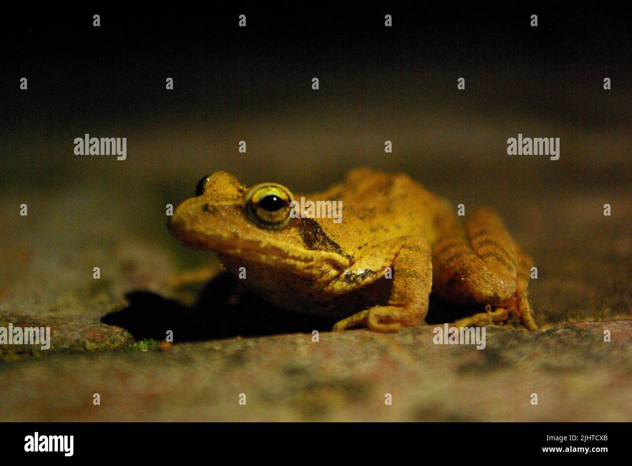 A closeup shot of a toad with big eyes in the dark Stock Photo - Alamy