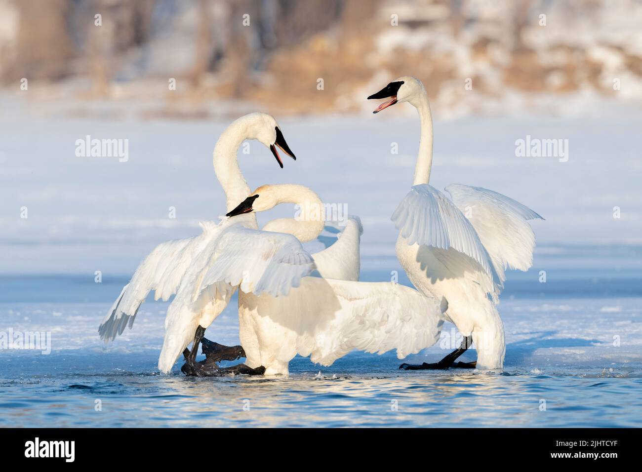 Trumpeter Swans along St Croix River, Winter, WI, USA, by Dominique ...