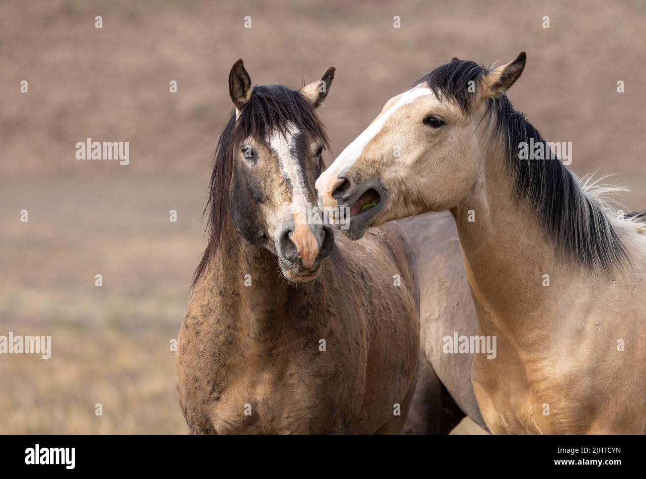 Wild Horses in Springtime in the Utah Desert Stock Photo - Alamy