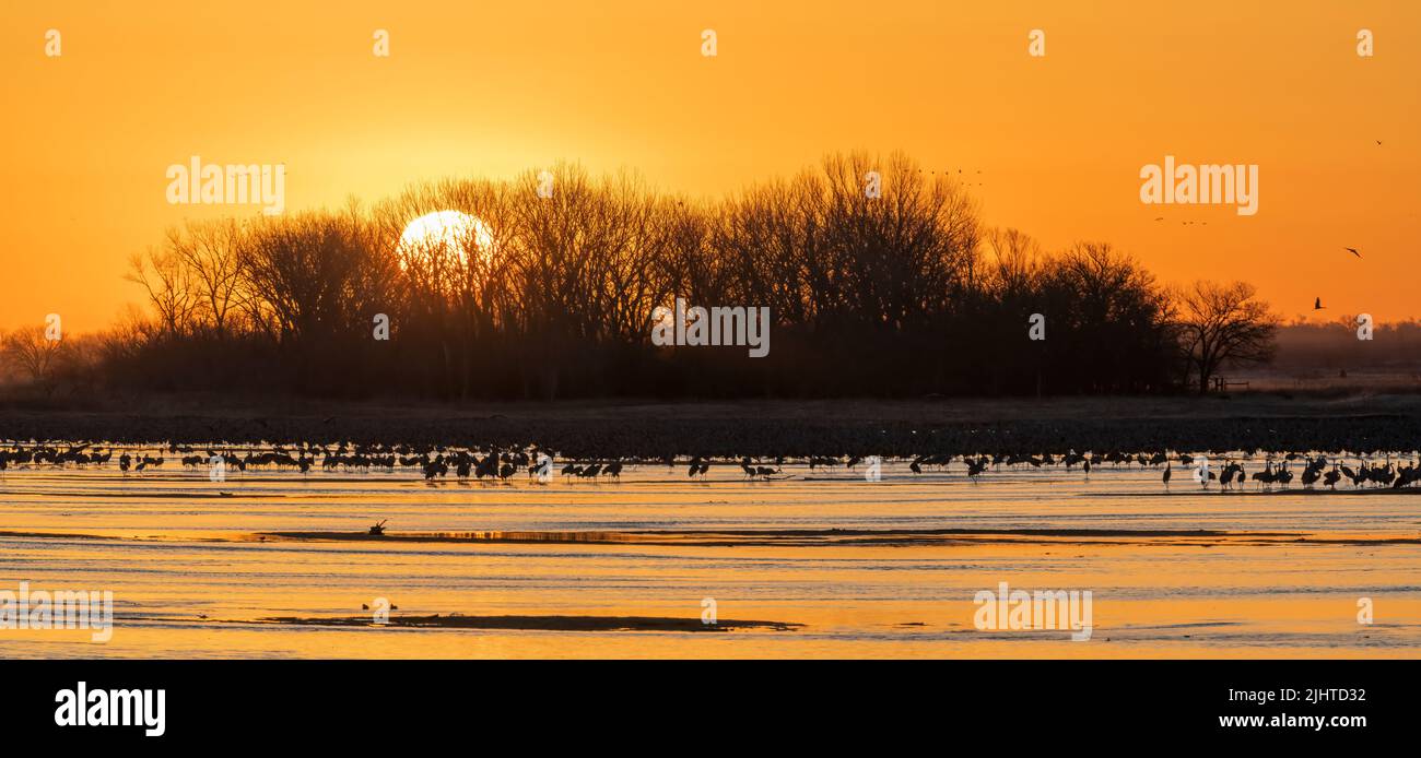 Sandhill cranes (Grus canadensis) ready to roost, Platte River, sunset ...