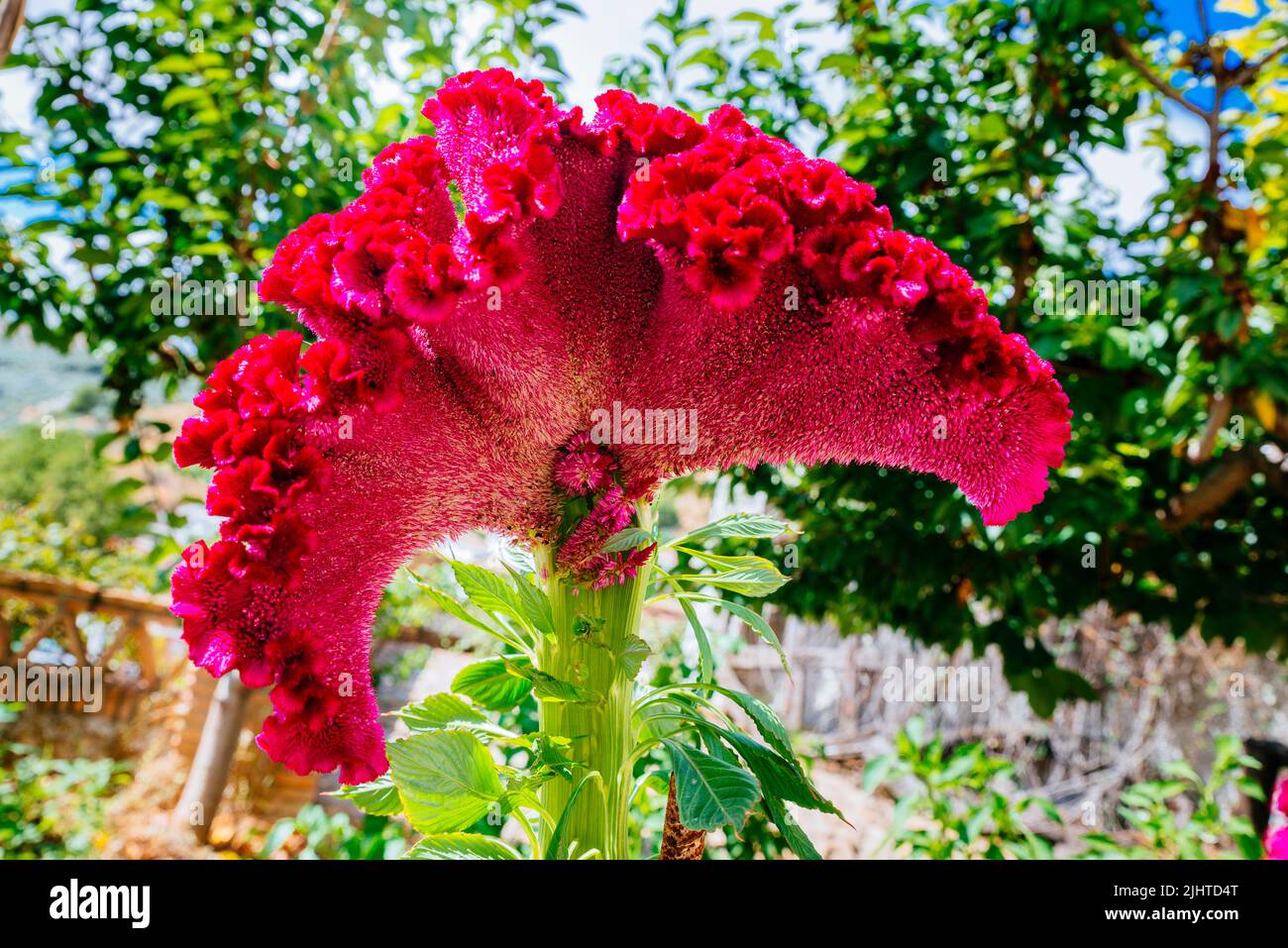 Celosia argentea, commonly known as the plumed cockscomb or silver cock ...