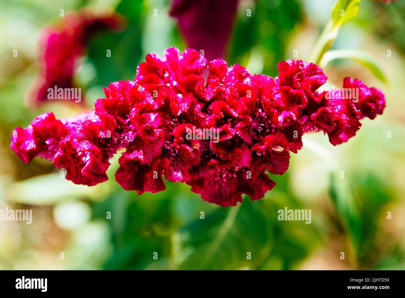 Celosia argentea, commonly known as the plumed cockscomb or silver cock ...