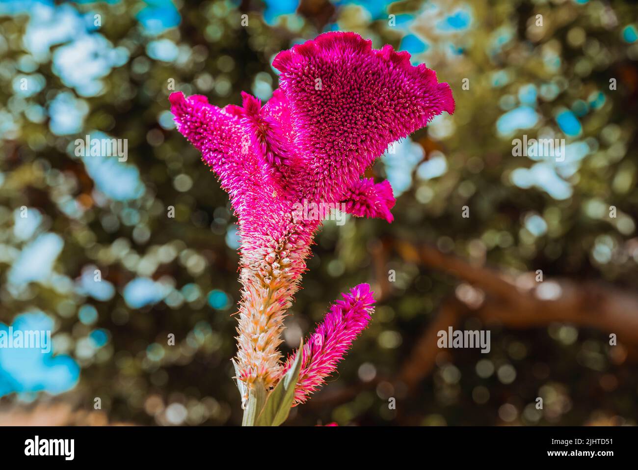Celosia argentea, commonly known as the plumed cockscomb or silver cock ...