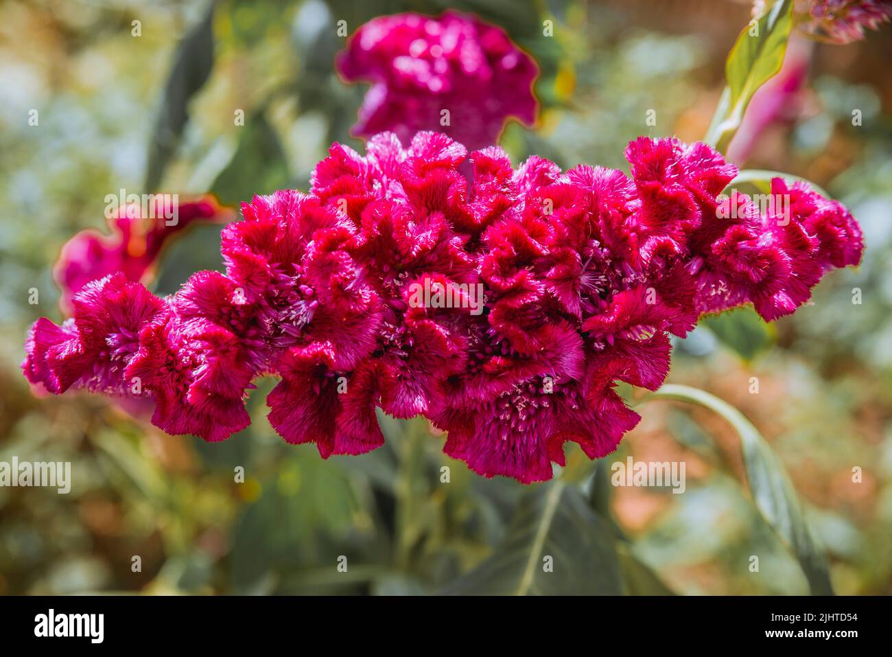 Celosia argentea, commonly known as the plumed cockscomb or silver cock ...