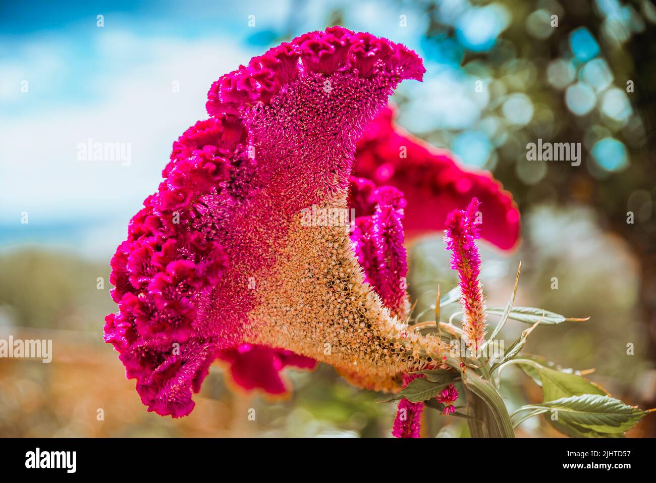 Celosia argentea, commonly known as the plumed cockscomb or silver cock ...