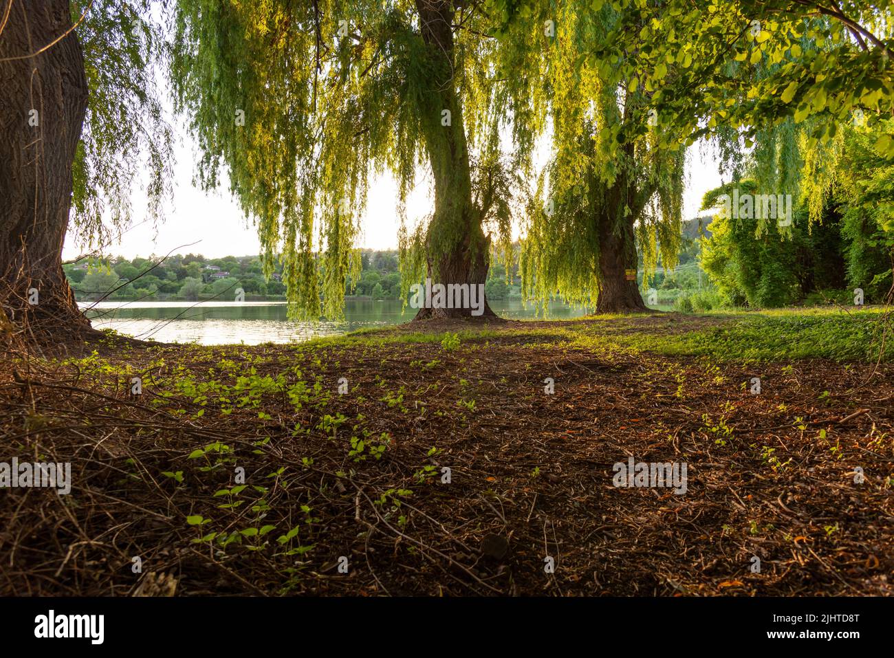 Willow tree by the Pond Stock Photo - Alamy