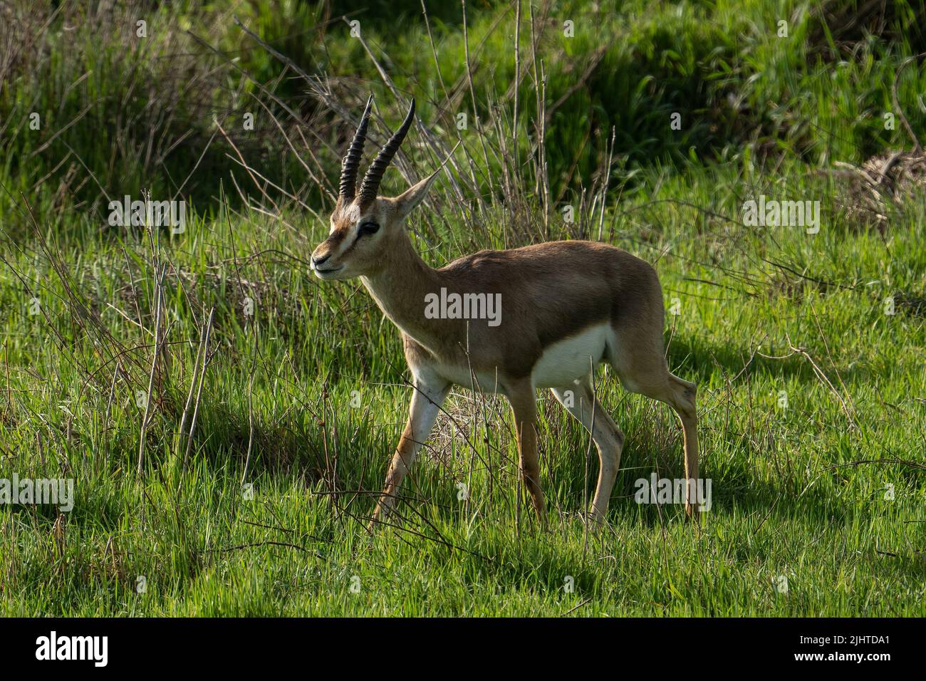 Gazelle valley park israel hi-res stock photography and images - Alamy
