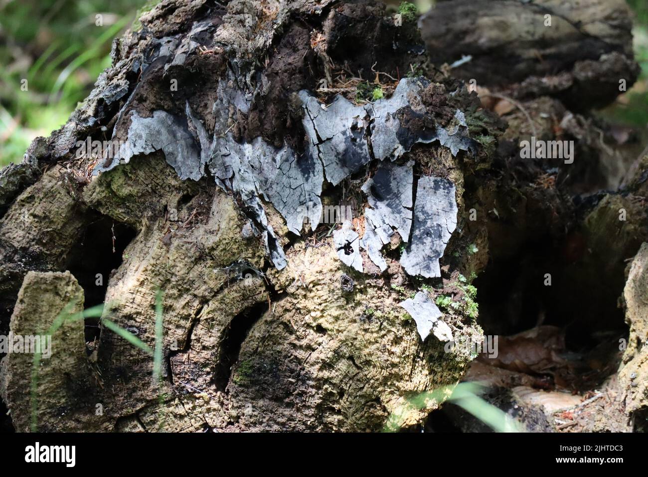 Burn crust fungus hi-res stock photography and images - Alamy