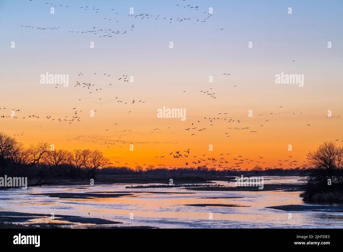 Sandhill cranes (Grus canadensis) ready to roost, Platte River, sunset ...