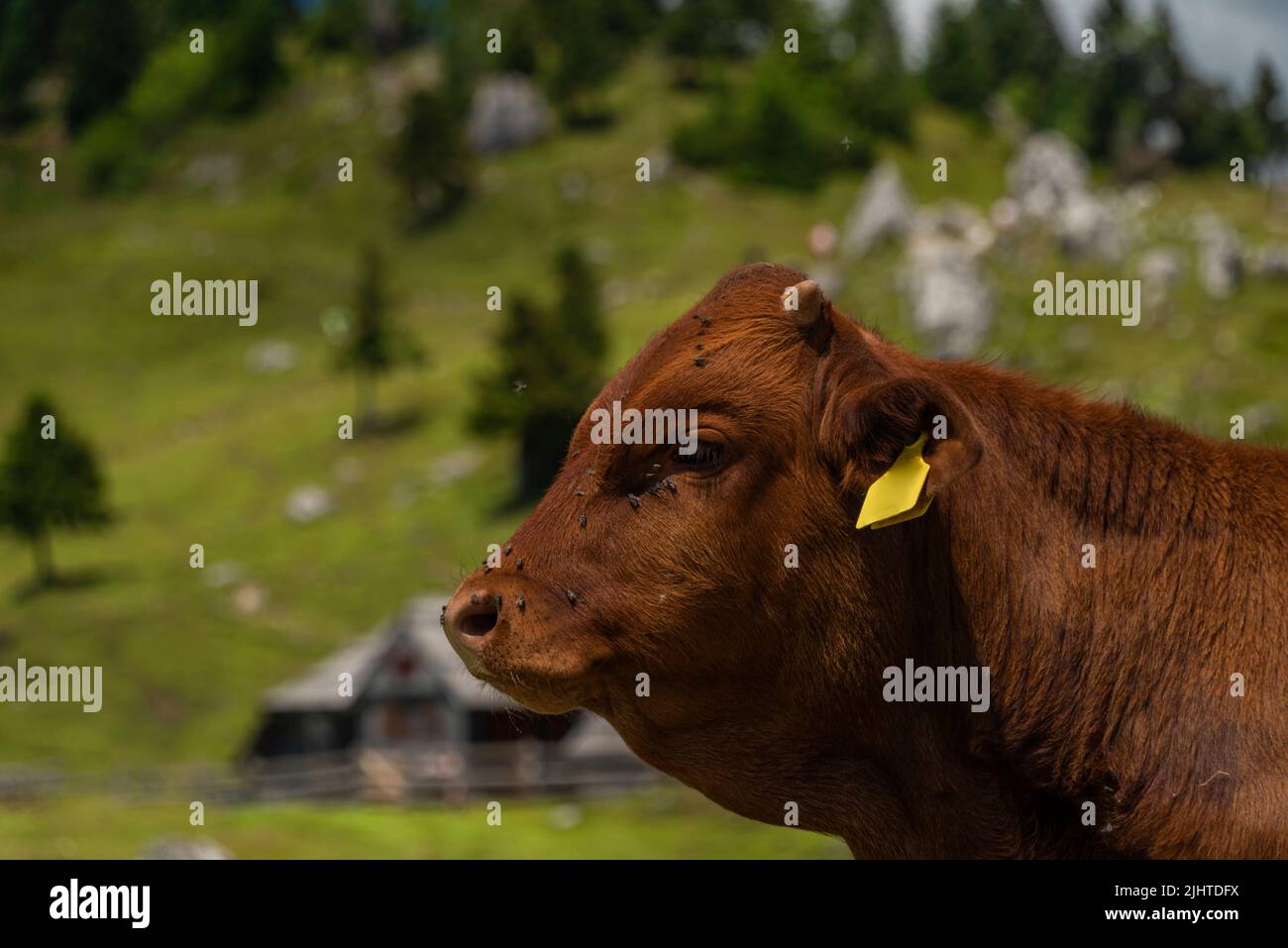 Clean color bull with blue sky background in Velika Planina mountains ...