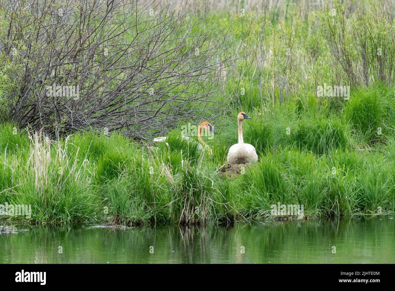Nesting swan pair hi-res stock photography and images - Alamy