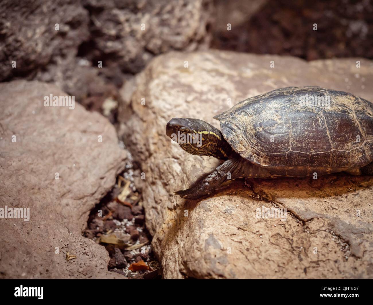 Turtle. A cute yellow turtle in its habitat. Detailed insect portrait ...