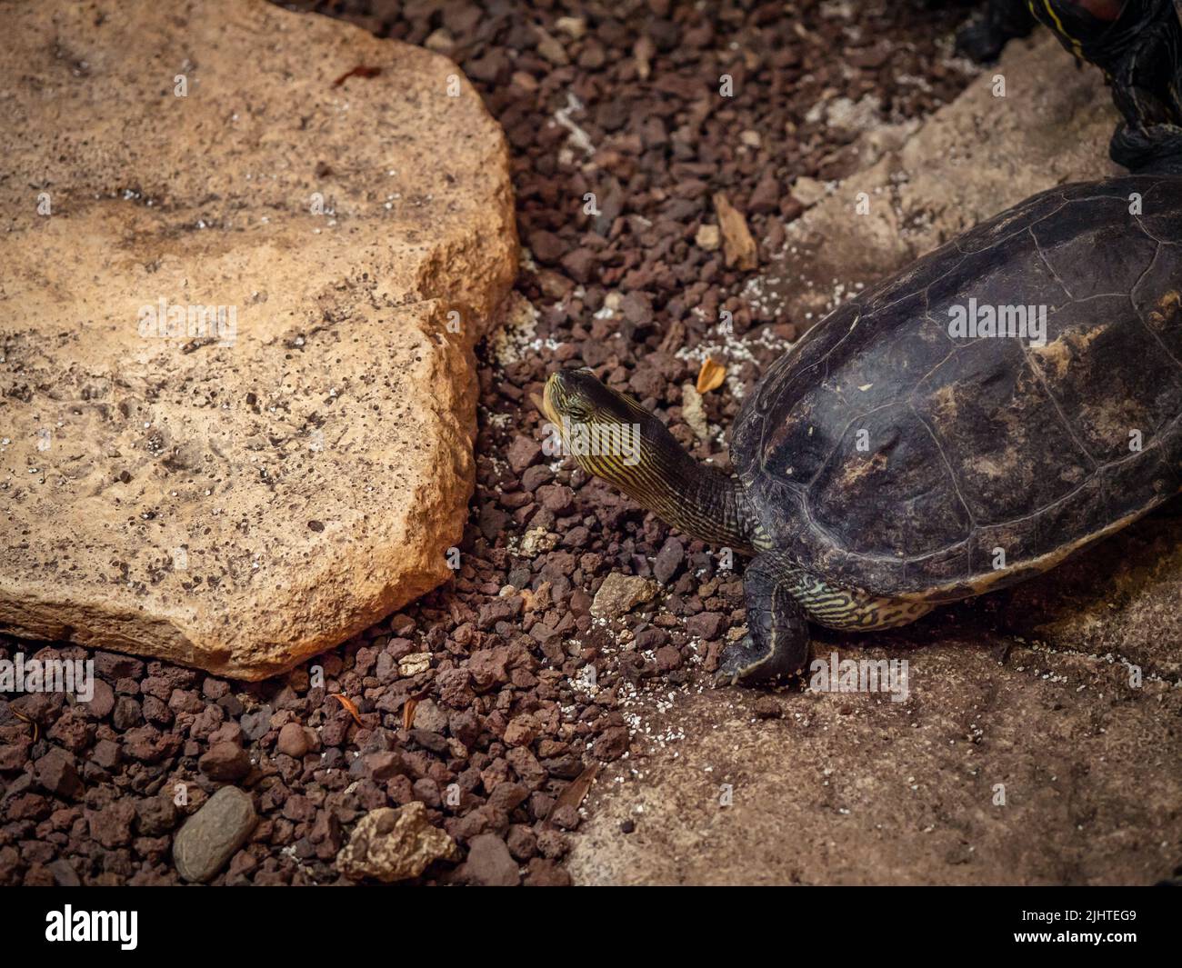 Turtle. A cute yellow turtle in its habitat. Detailed insect portrait ...