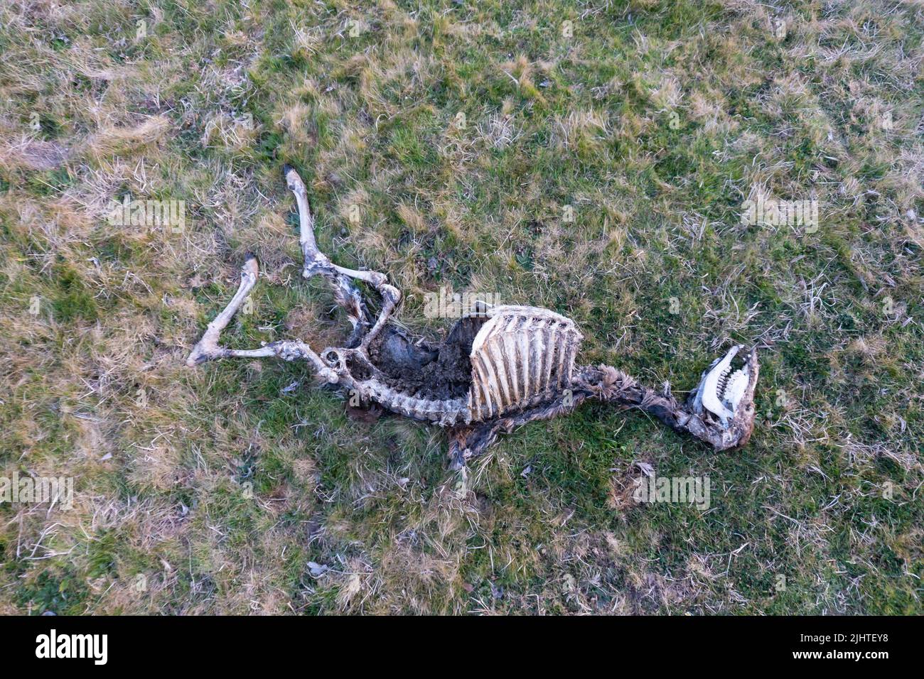 Anatomy deer hi-res stock photography and images - Alamy