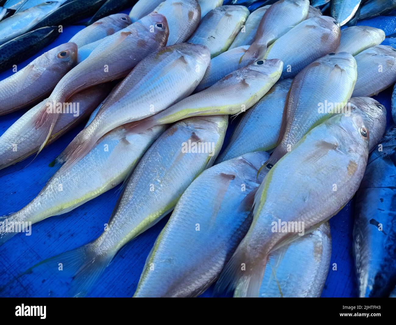 Ilisha fish hi-res stock photography and images - Alamy