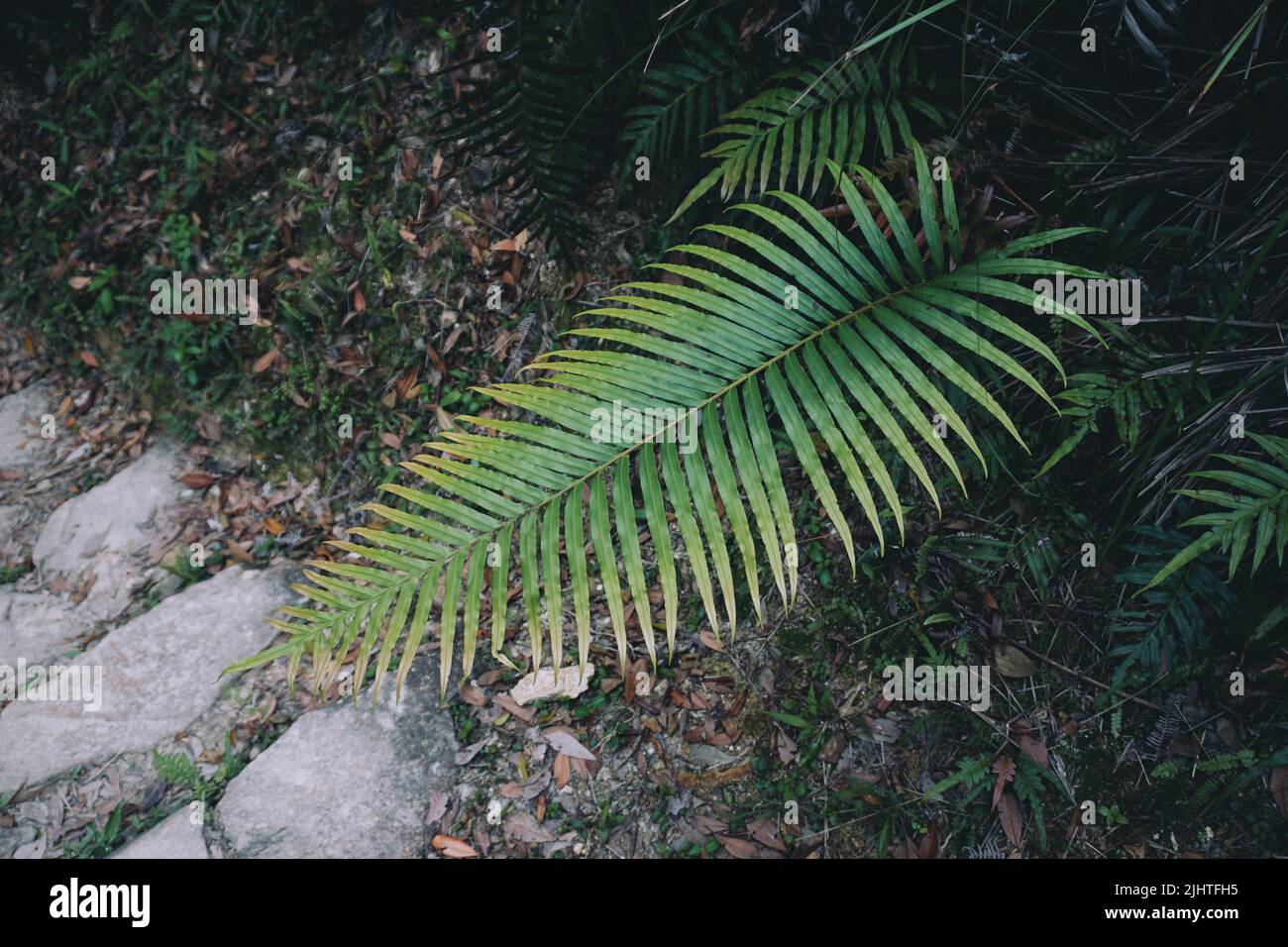 Valdivian temperate forest hi-res stock photography and images - Alamy