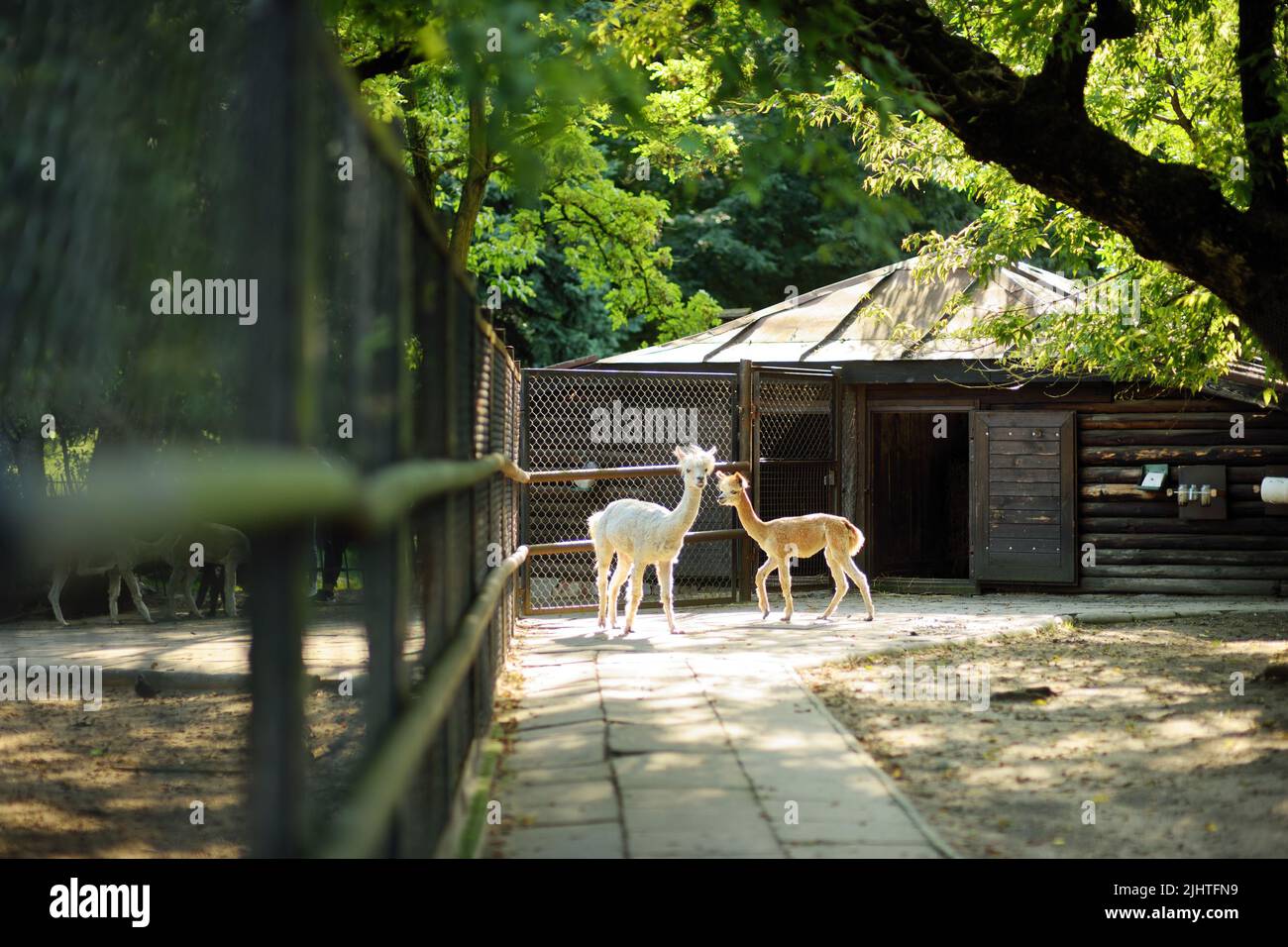 Two cute alpaca llama in animal farm. Animals eating hay in a zoo Stock ...