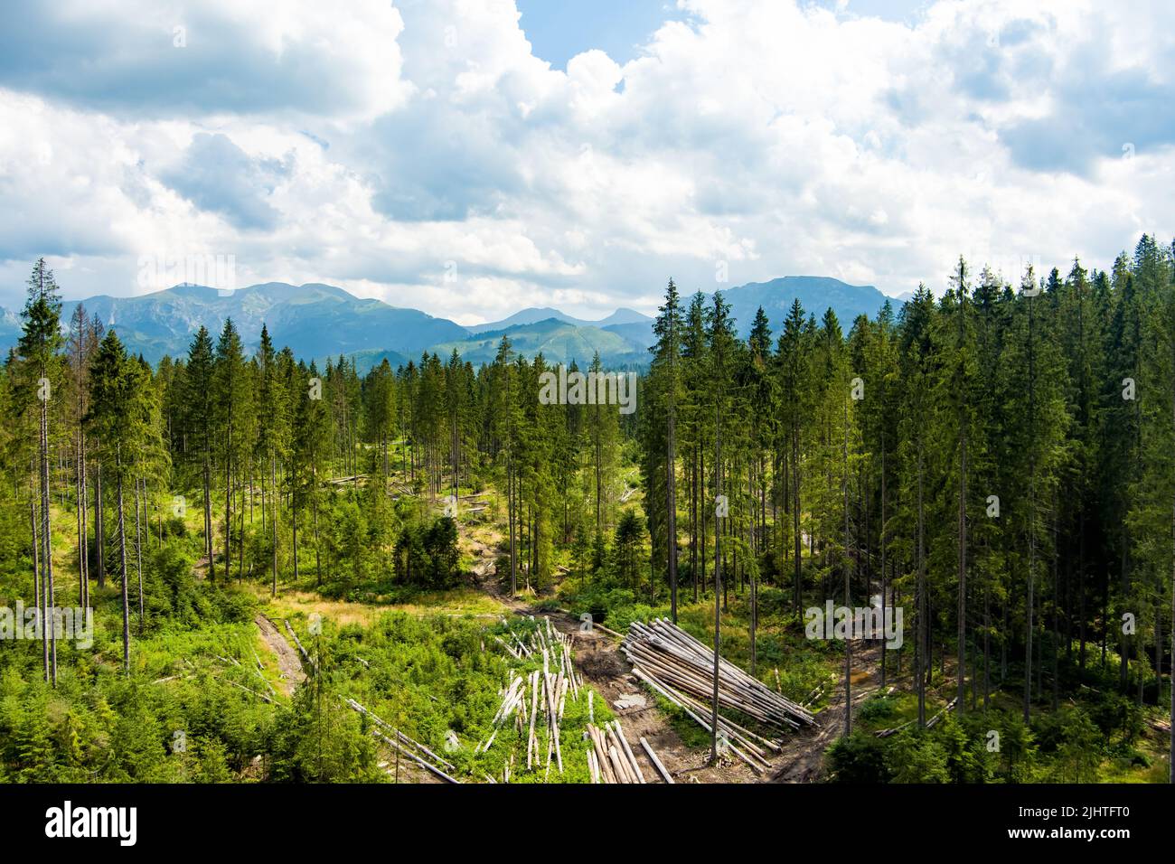 Piles of sawn logs in beautiful Low Tatras alpine landscape. Majestic ...