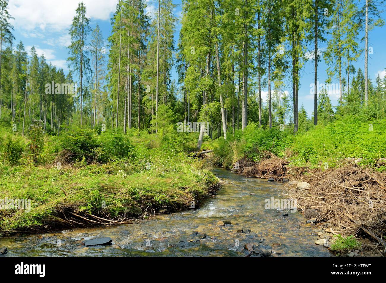 Cold shallow stream winding through majestic pine trees of Tatra ...