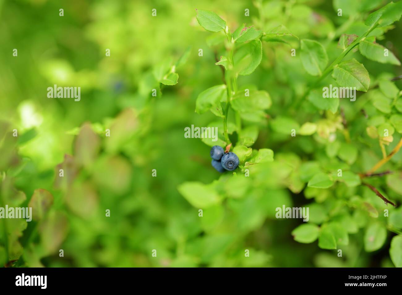 Wild forest berries on a green bush. Leaves of a blueberry bush in the ...