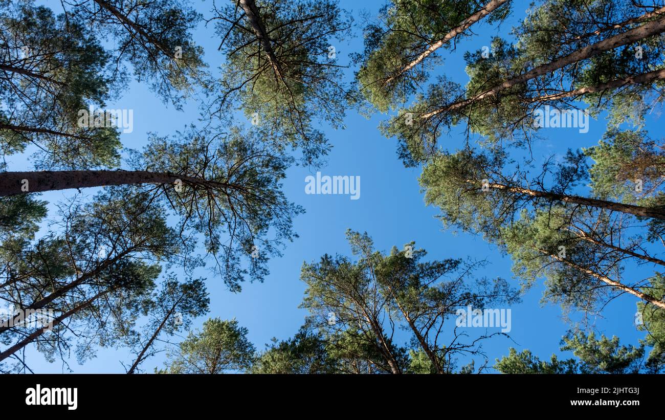 Tree tops against blue sky. Pine forest is a natural resource Stock ...