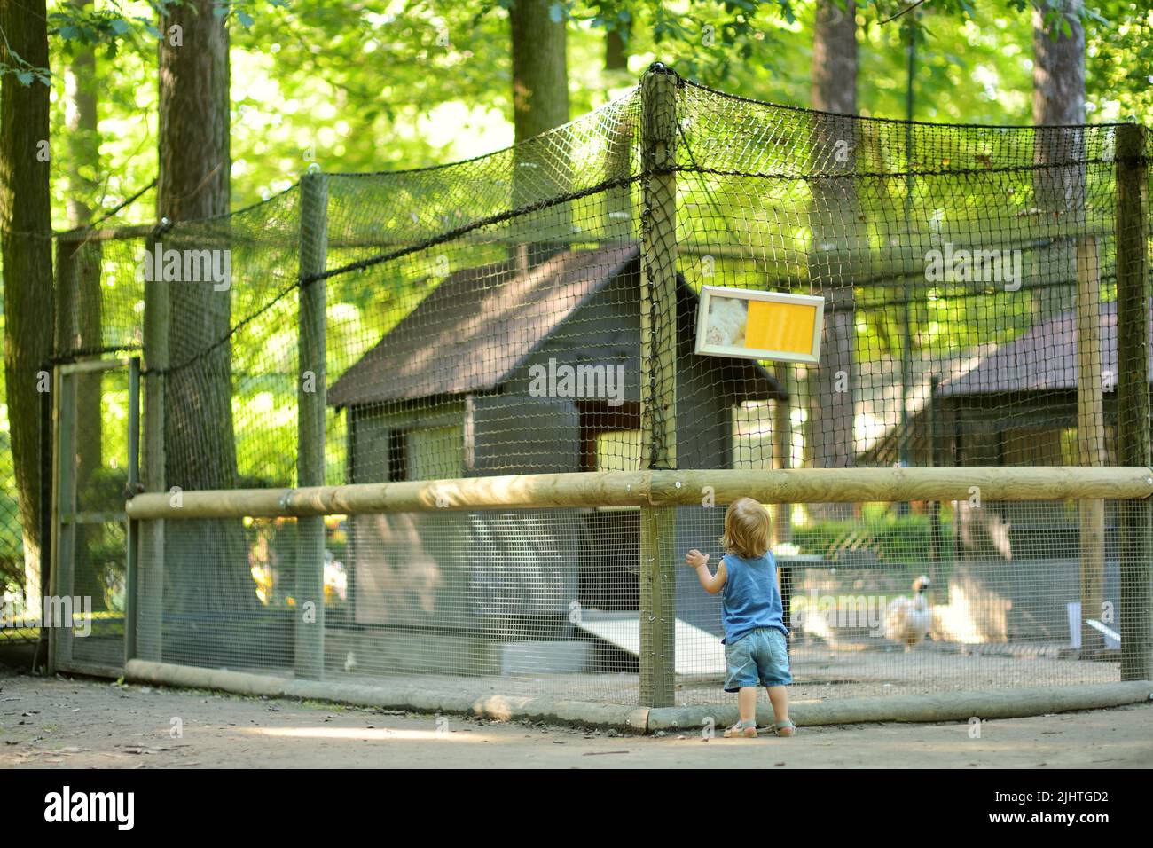 Cute toddler boy watching animals at the zoo on warm and sunny summer ...
