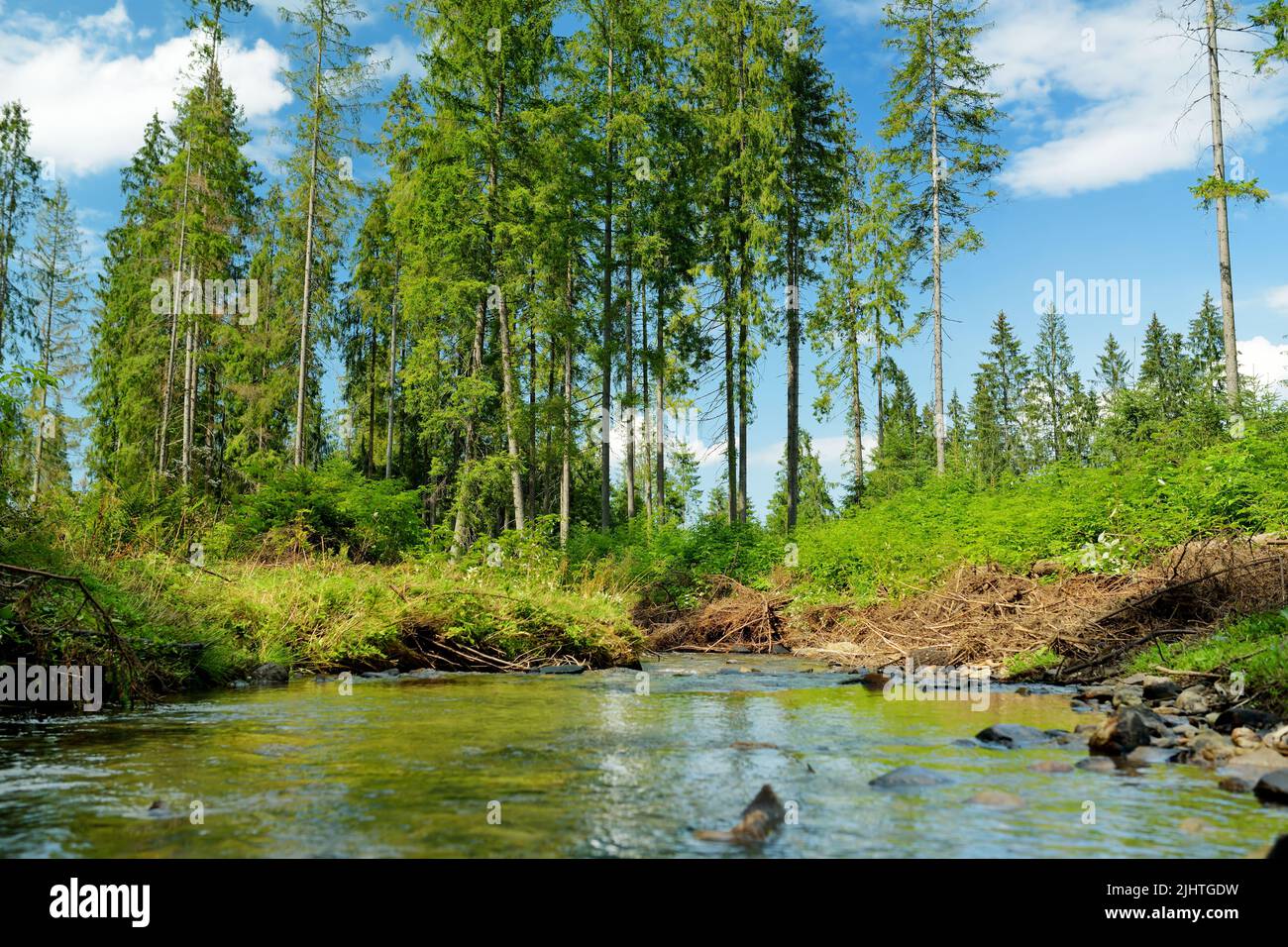 Cold shallow stream winding through majestic pine trees of Tatra ...