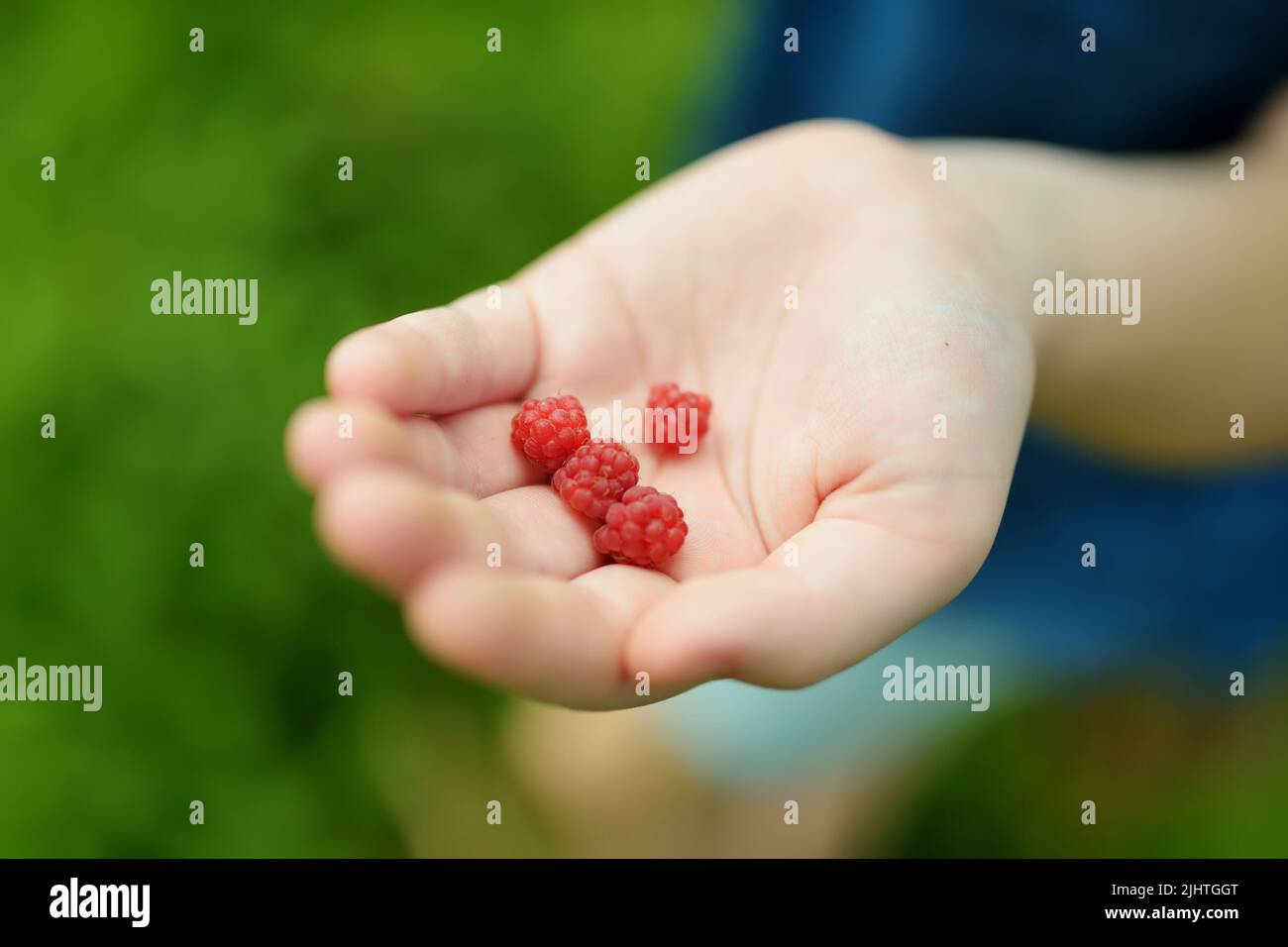 Close-up of childs hands holding fresh wild raspberries picked in ...