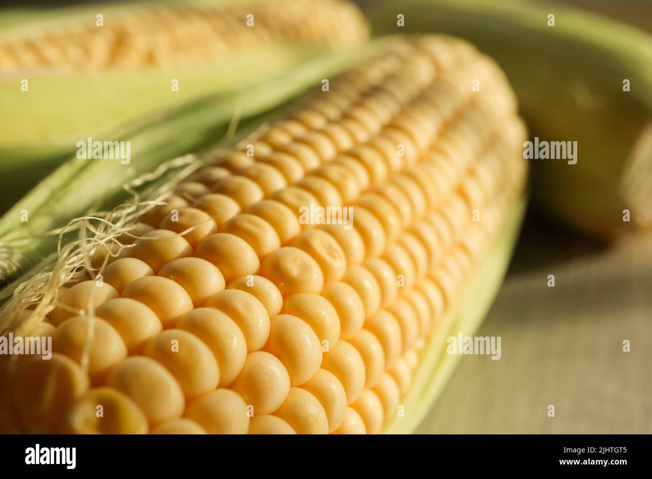 Corn on the cob. Close up of corn or known as mielies in South Africa ...