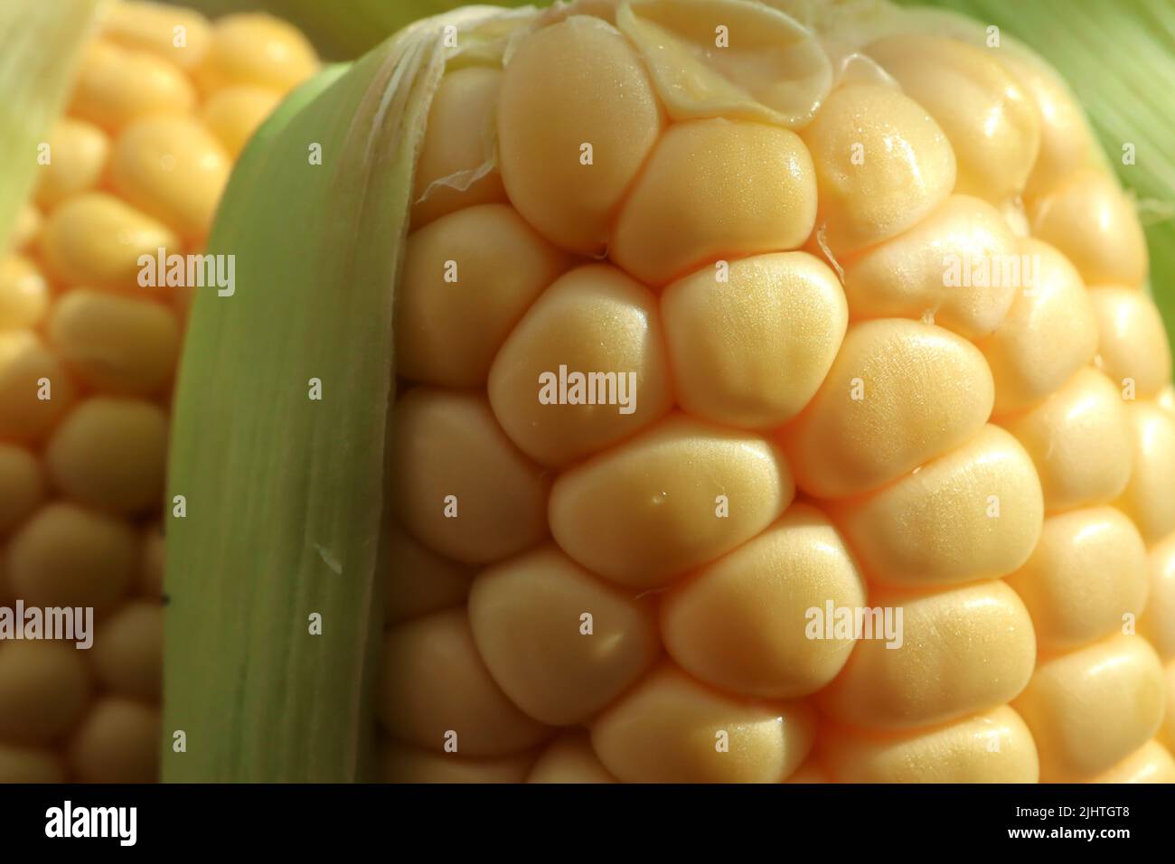 Corn on the cob. Close up of corn or known as mielies in South Africa ...