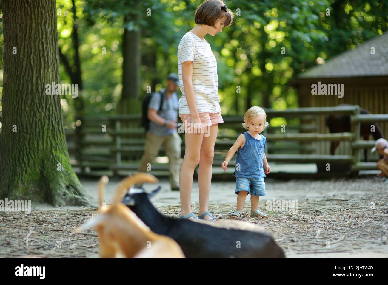 Cute toddler boy and his older sister watching animals at the zoo on ...