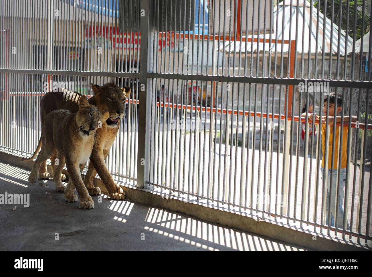 Gaza, Palestine. 20th July, 2022. A Palestinian child looks at lions ...