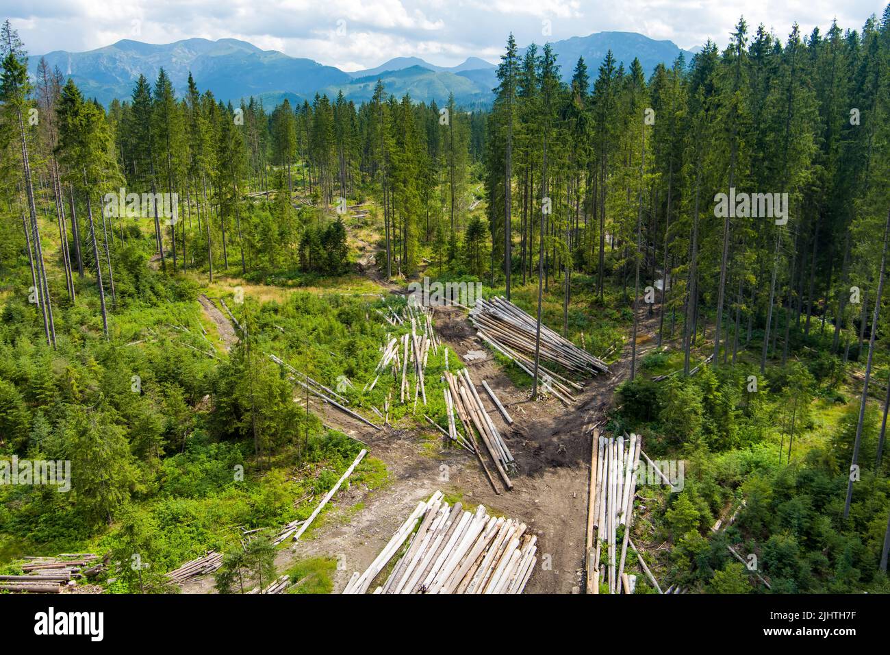 Piles of sawn logs in beautiful Low Tatras alpine landscape. Majestic ...
