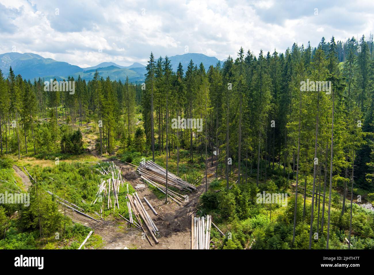 Piles of sawn logs in beautiful Low Tatras alpine landscape. Majestic ...