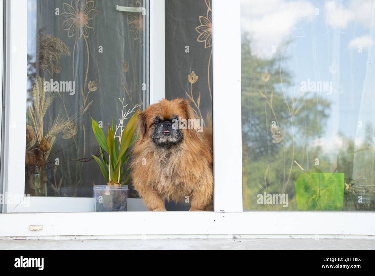 Pekingese sits on the window and looks out at the owner on the street ...