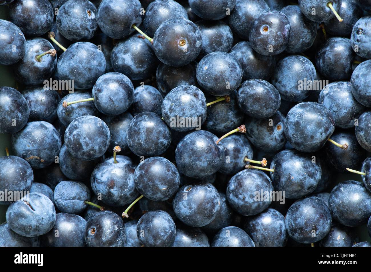 ripe sloe berries as background, fruit background, blackthorn close-up ...