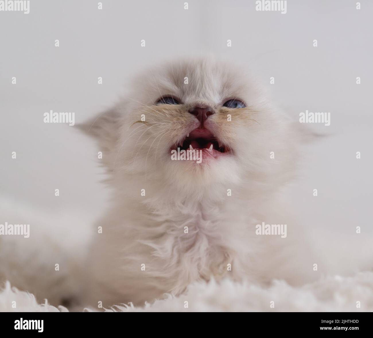 A beautiful little white fluffy kitten with blue eyes lies on the ...