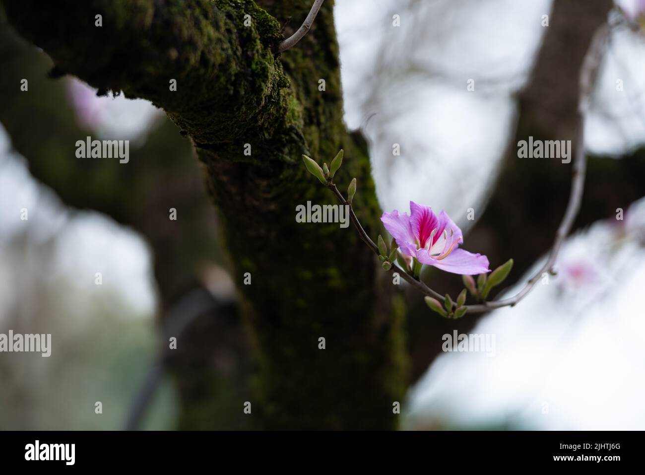 Flowers of Nan province and Tak province , Thailand Stock Photo - Alamy