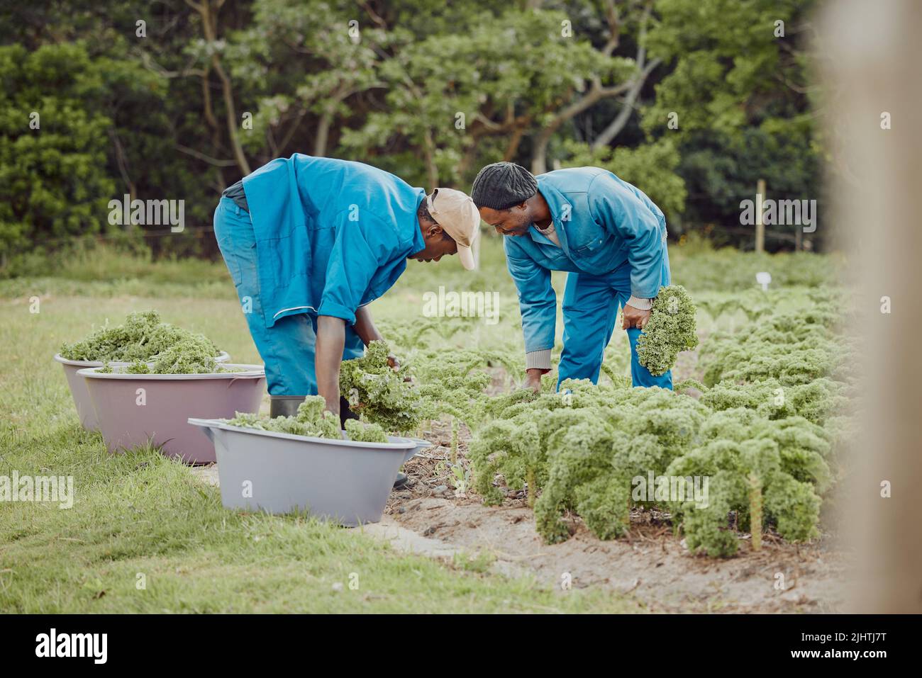 Farming is our life. two young farmers standing together and harvesting ...