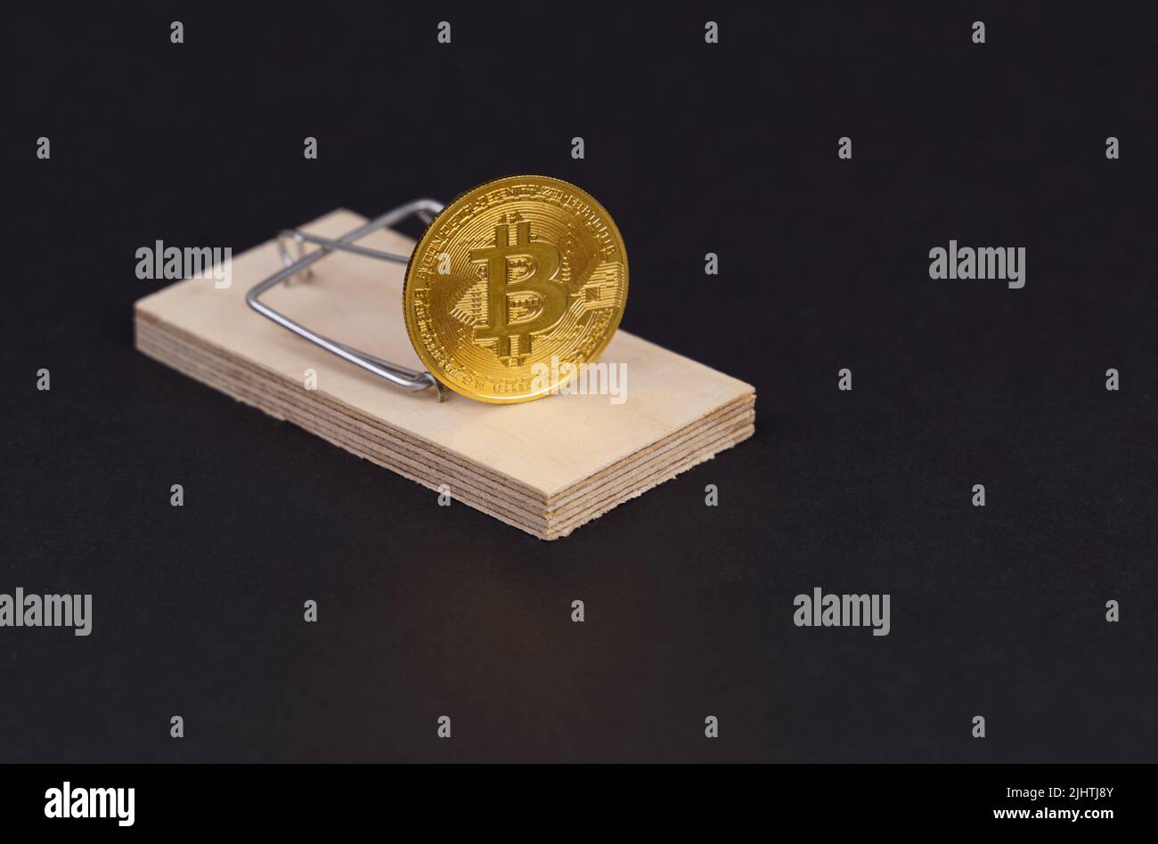 A gold bitcoin coin is like bait in a mousetrap. Risk concept with ...