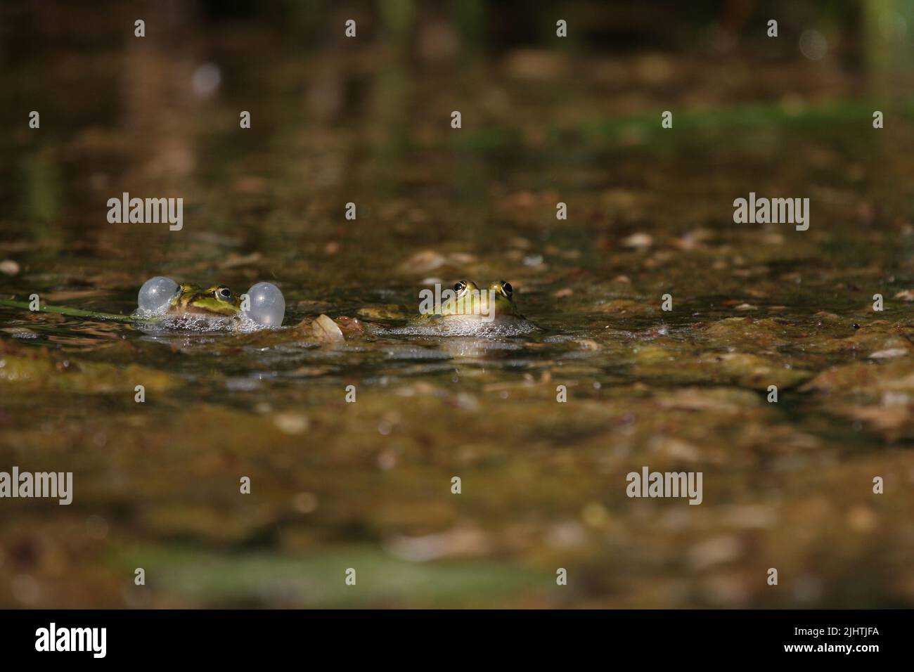 Two frogs fighting in a pond Stock Photo - Alamy