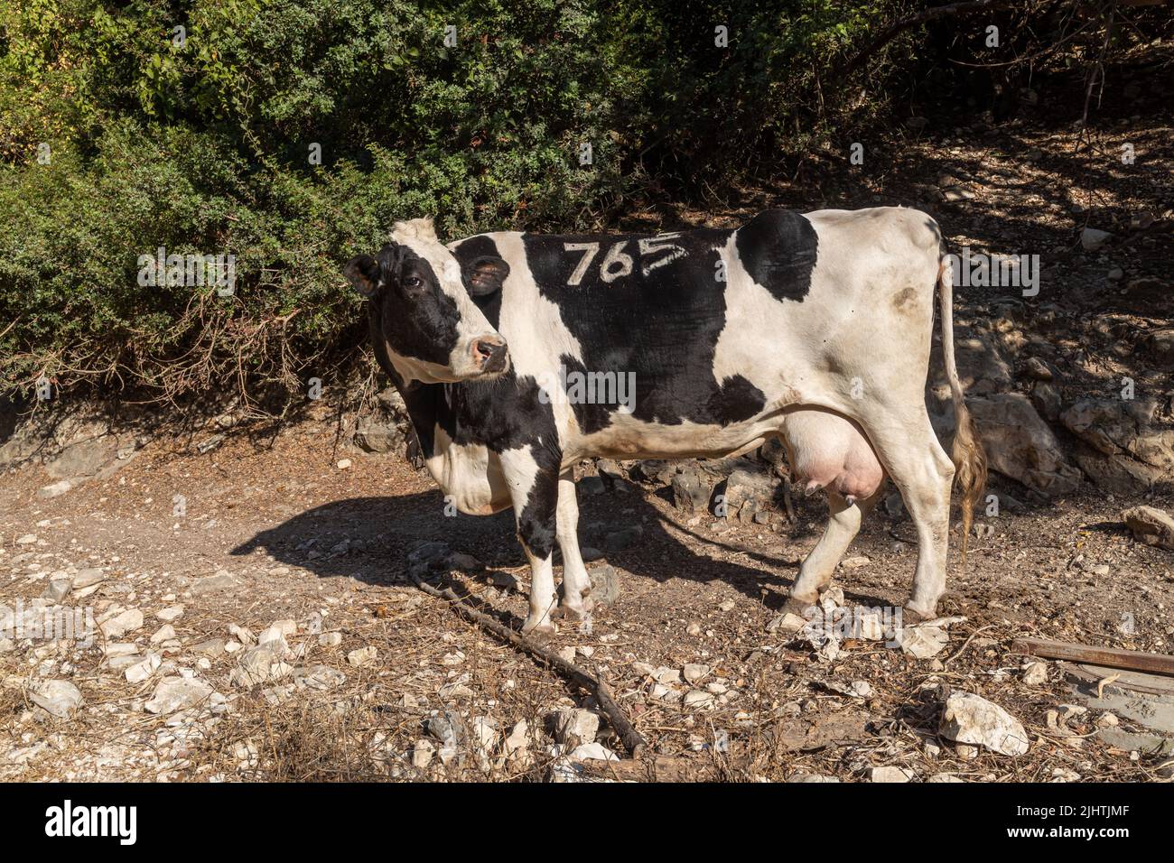 Black and white cow on the background of olive trees looks into the ...