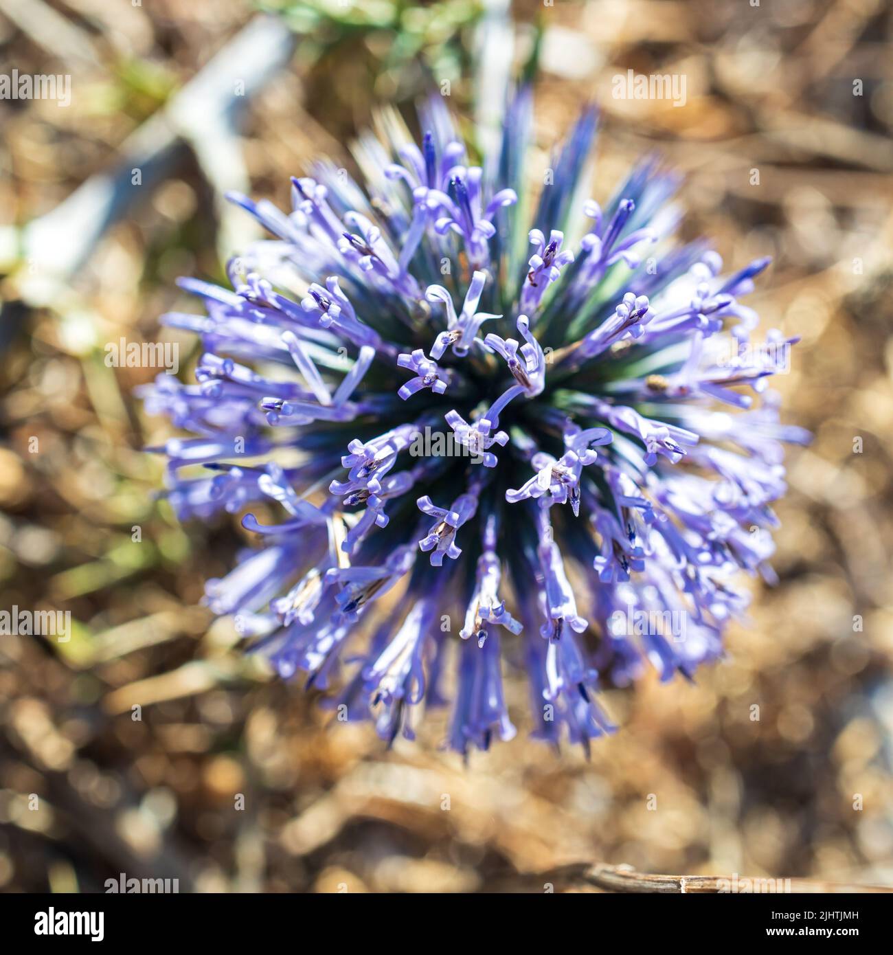 Globe thistle, (Echinops sphaerocephalus). These are purple in color ...
